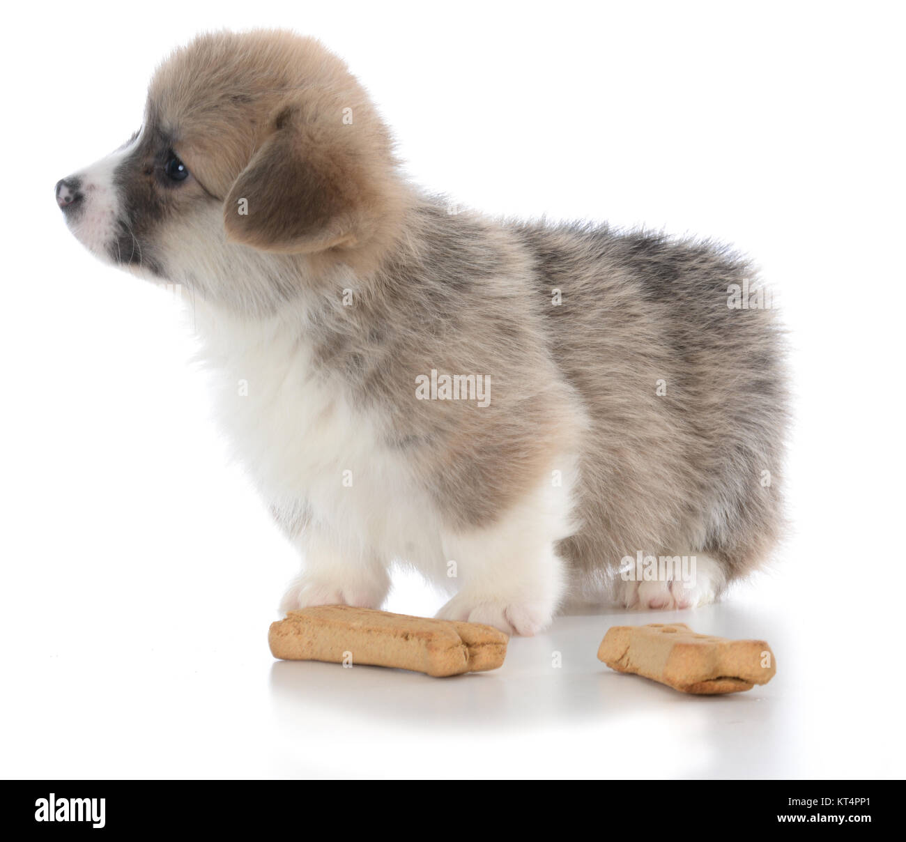 pembroke welsh corgi puppy with dog bone on white background Stock ...