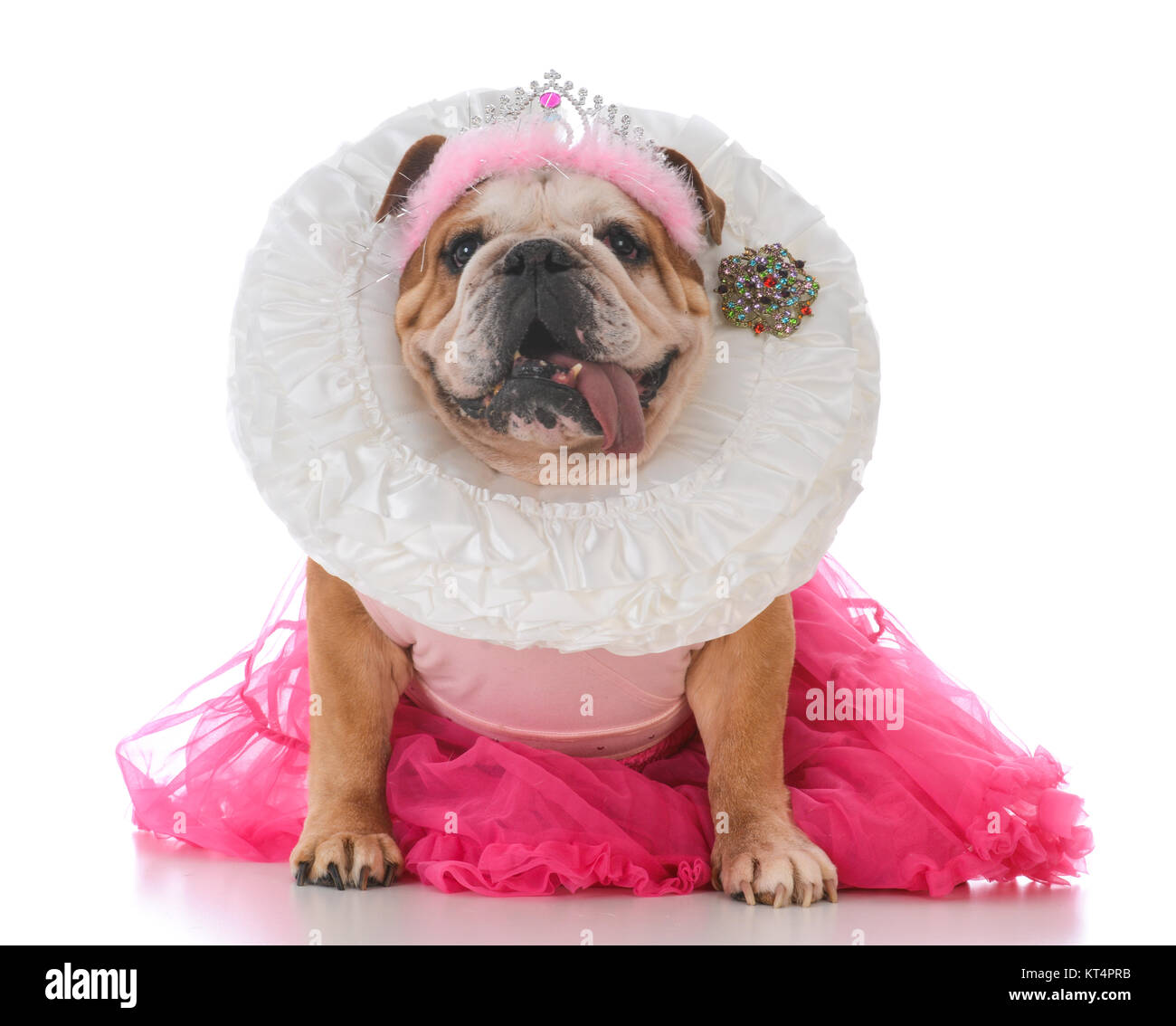 senior female bulldog dressed like a queen on white background Stock ...