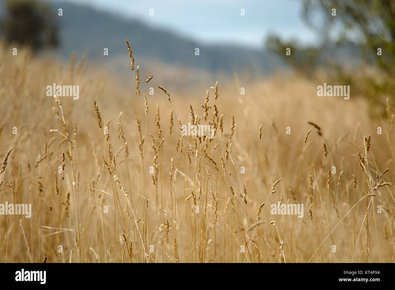 Dry autumn meadow Stock Photo - Alamy