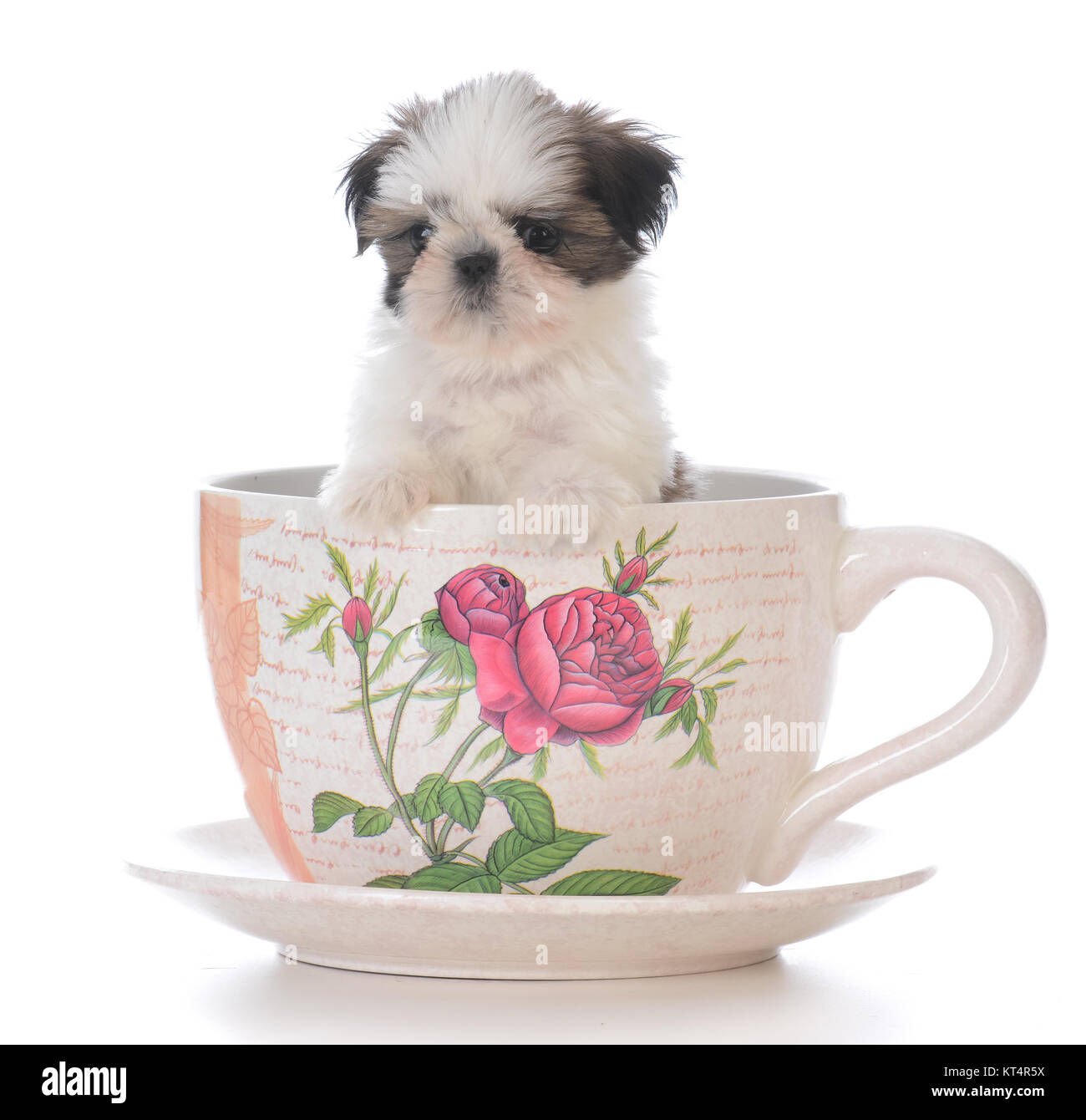 Teacup Shih Tzu White