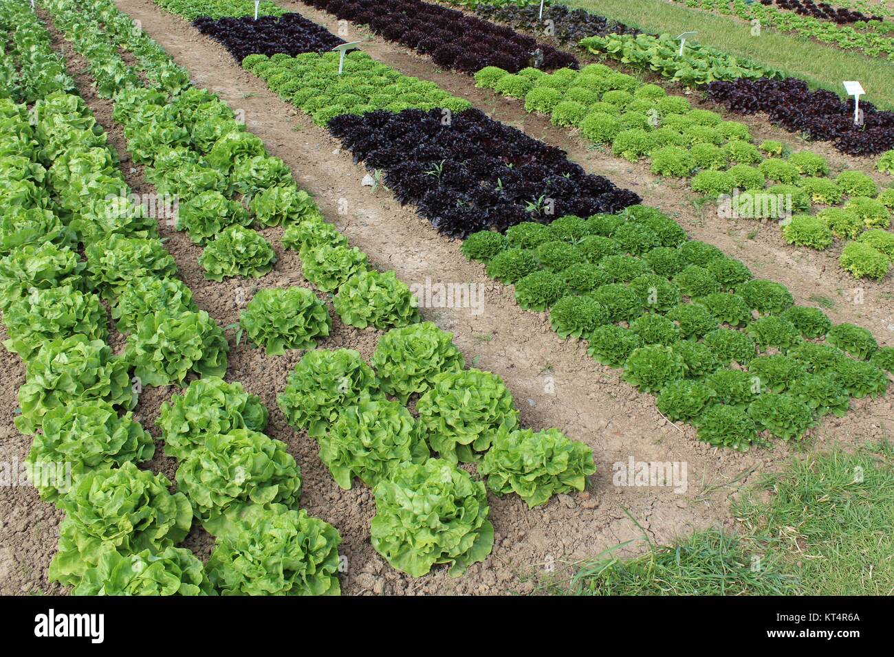growing salads on a field Stock Photo - Alamy