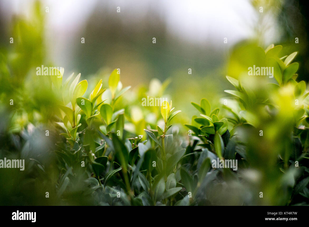 The nature of the microcosm Stock Photo - Alamy