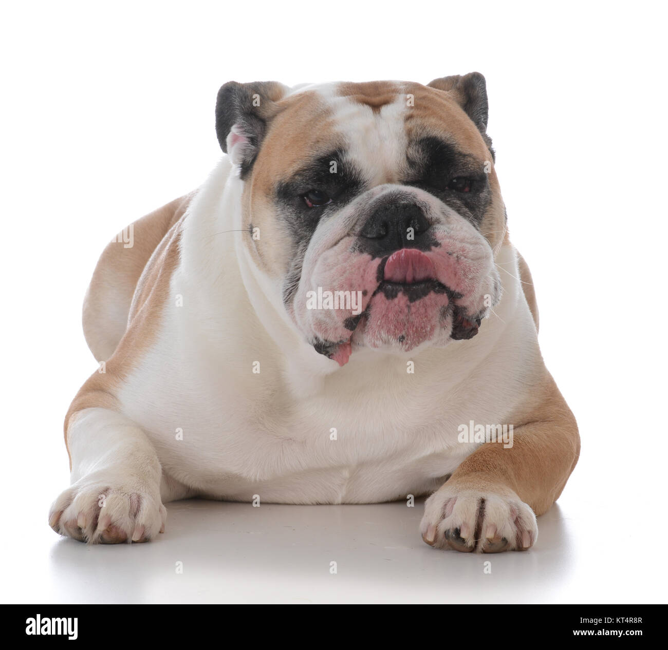 female english bulldog laying down on white background Stock Photo - Alamy