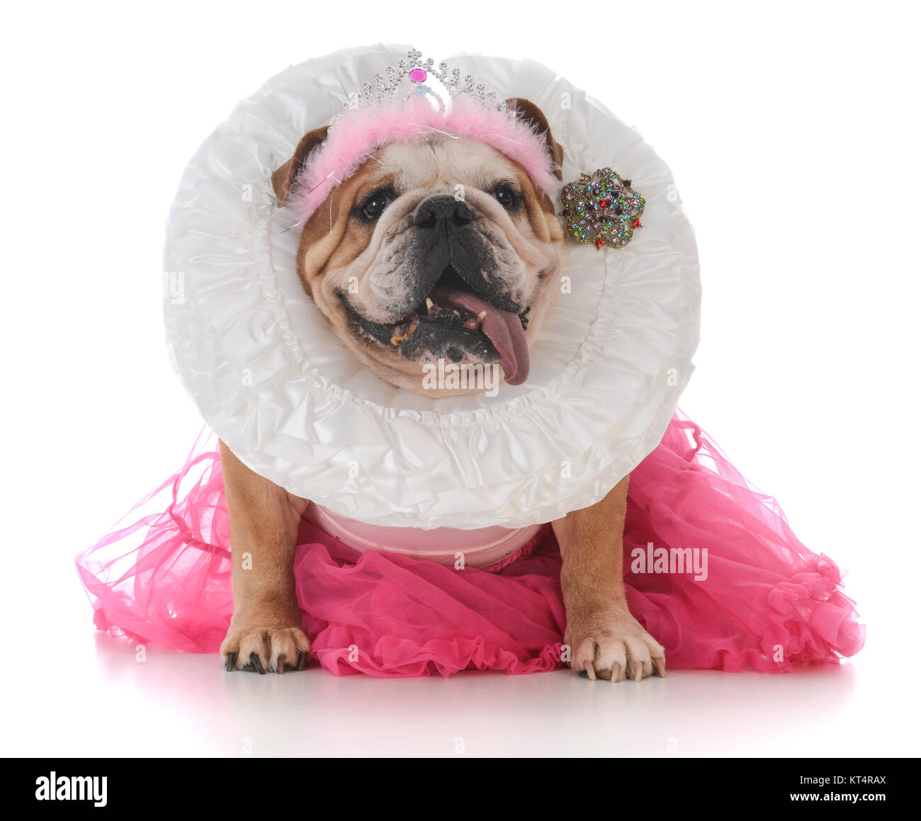 senior female bulldog dressed like a queen on white background Stock ...