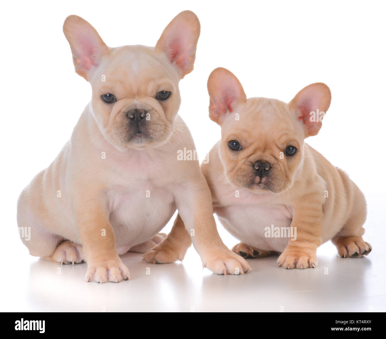 two french bulldog puppies on white background Stock Photo - Alamy