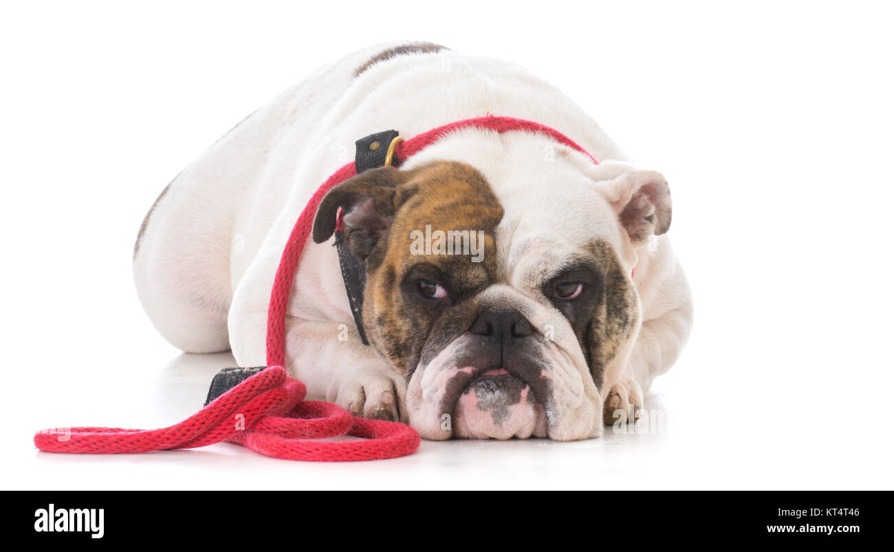 english bulldog waiting to go for a walk Stock Photo - Alamy