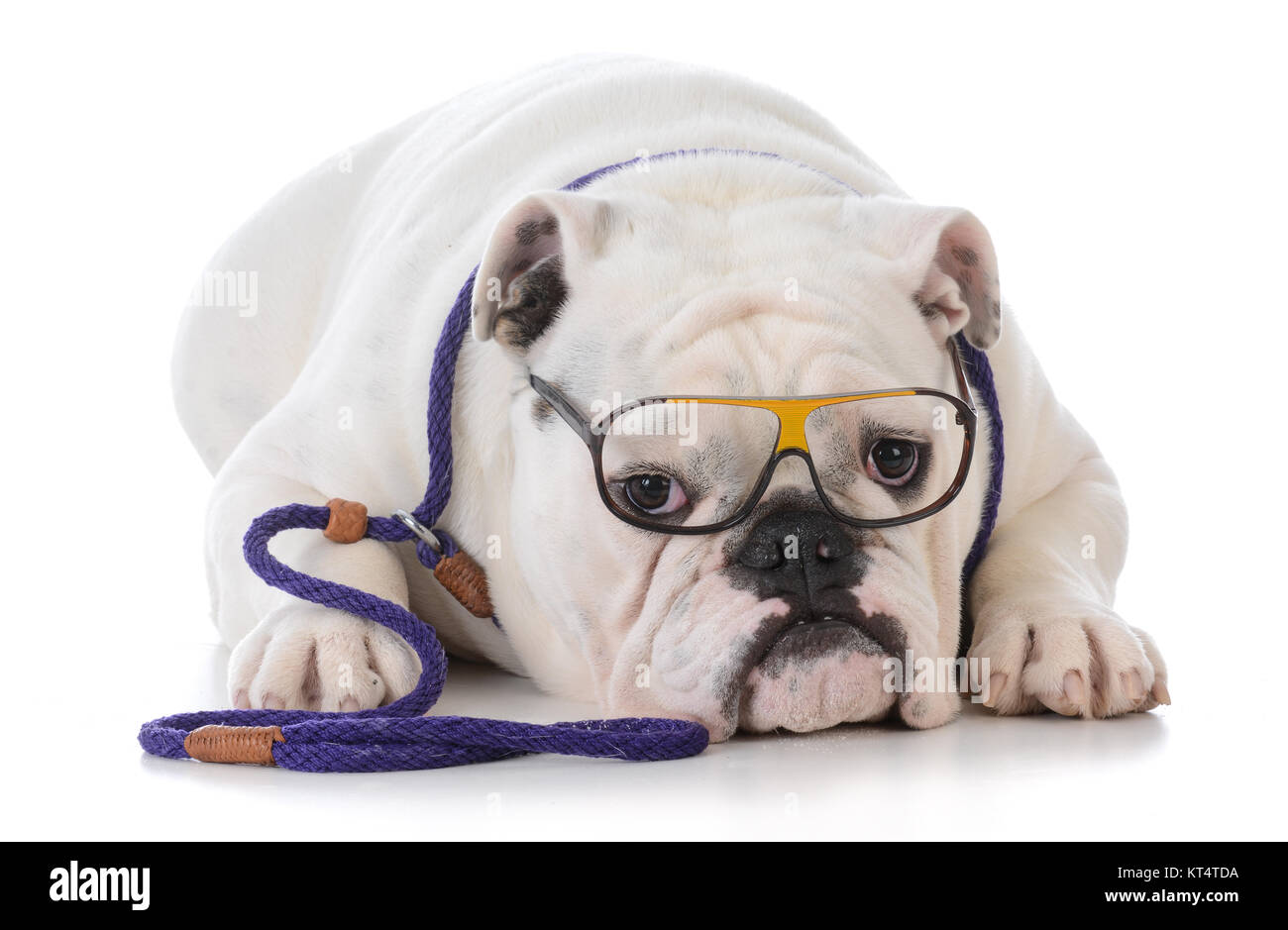 smart dog doing dog obedience training on white background Stock Photo ...