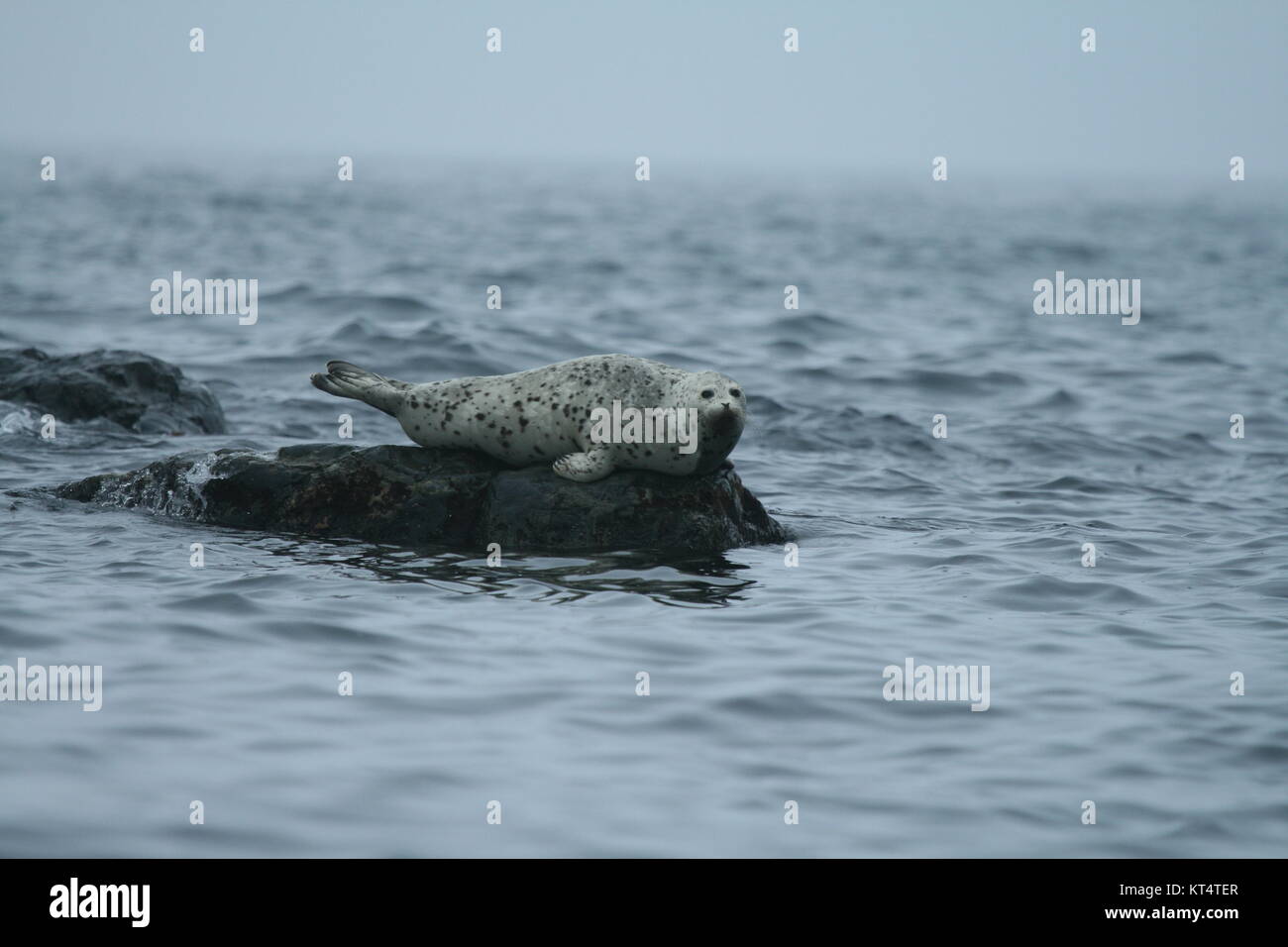 Phoca largha (Larga Seal, Spotted Seal) surface pictures Stock Photo ...
