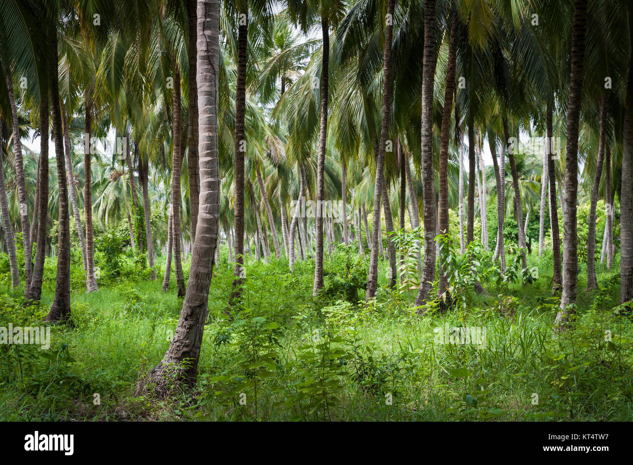 Palm Tree Forest - Colombia Stock Photo - Alamy