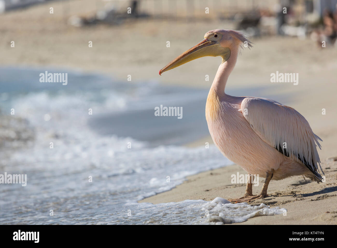 Pelican close up portrait on the beach in Cyprus Stock Photo - Alamy