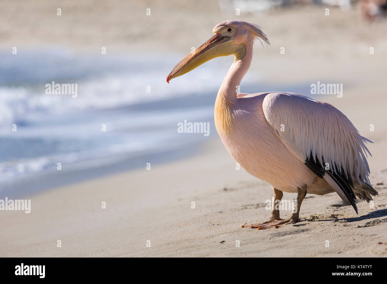 Pelican close up portrait on the beach in Cyprus Stock Photo - Alamy