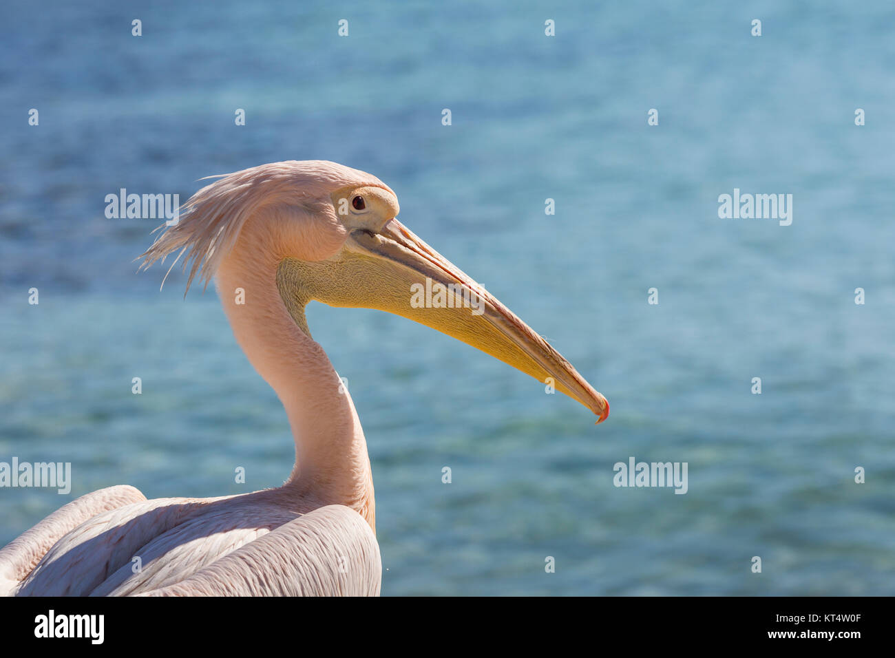 Cyprus bird holidays hi-res stock photography and images - Alamy