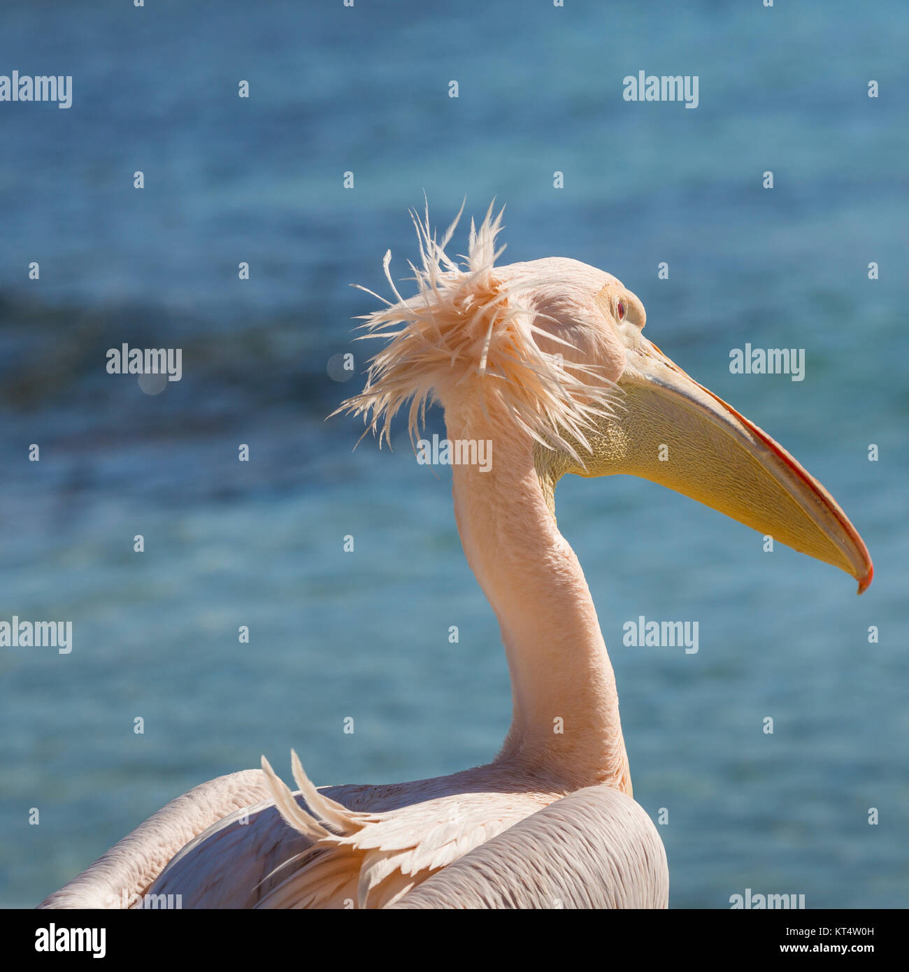 Pelican close up portrait on the beach in Cyprus Stock Photo - Alamy