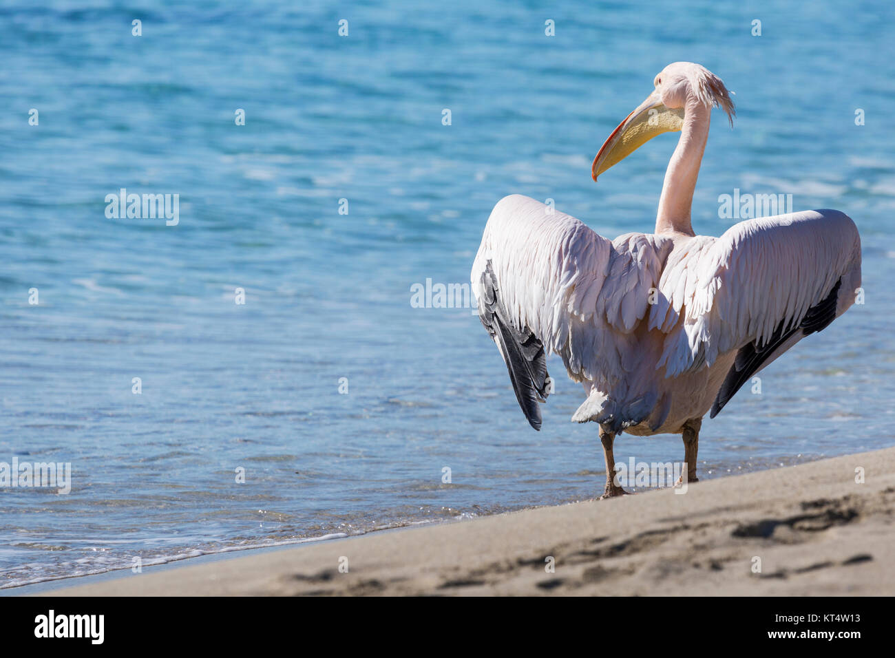 Pelican close up portrait on the beach in Cyprus Stock Photo - Alamy