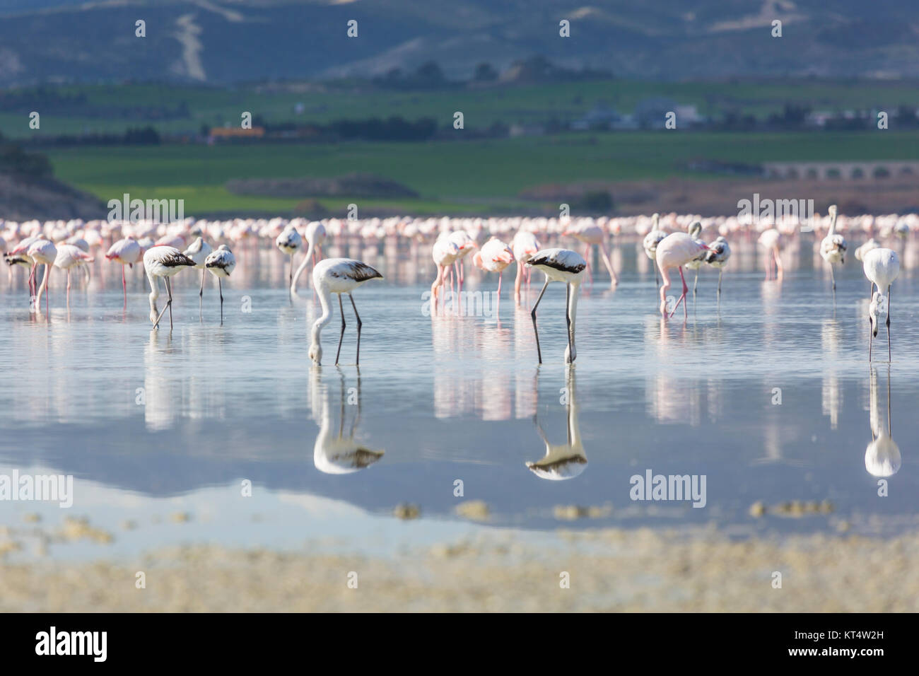 Pink and grey flamingos at the salt lake of Larnaca, Cyprus Stock Photo ...
