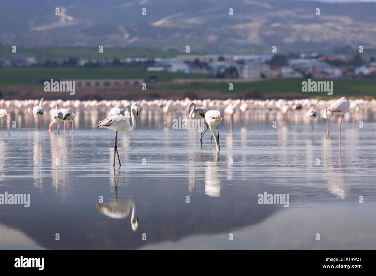 Pink and grey flamingos at the salt lake of Larnaca, Cyprus Stock Photo ...