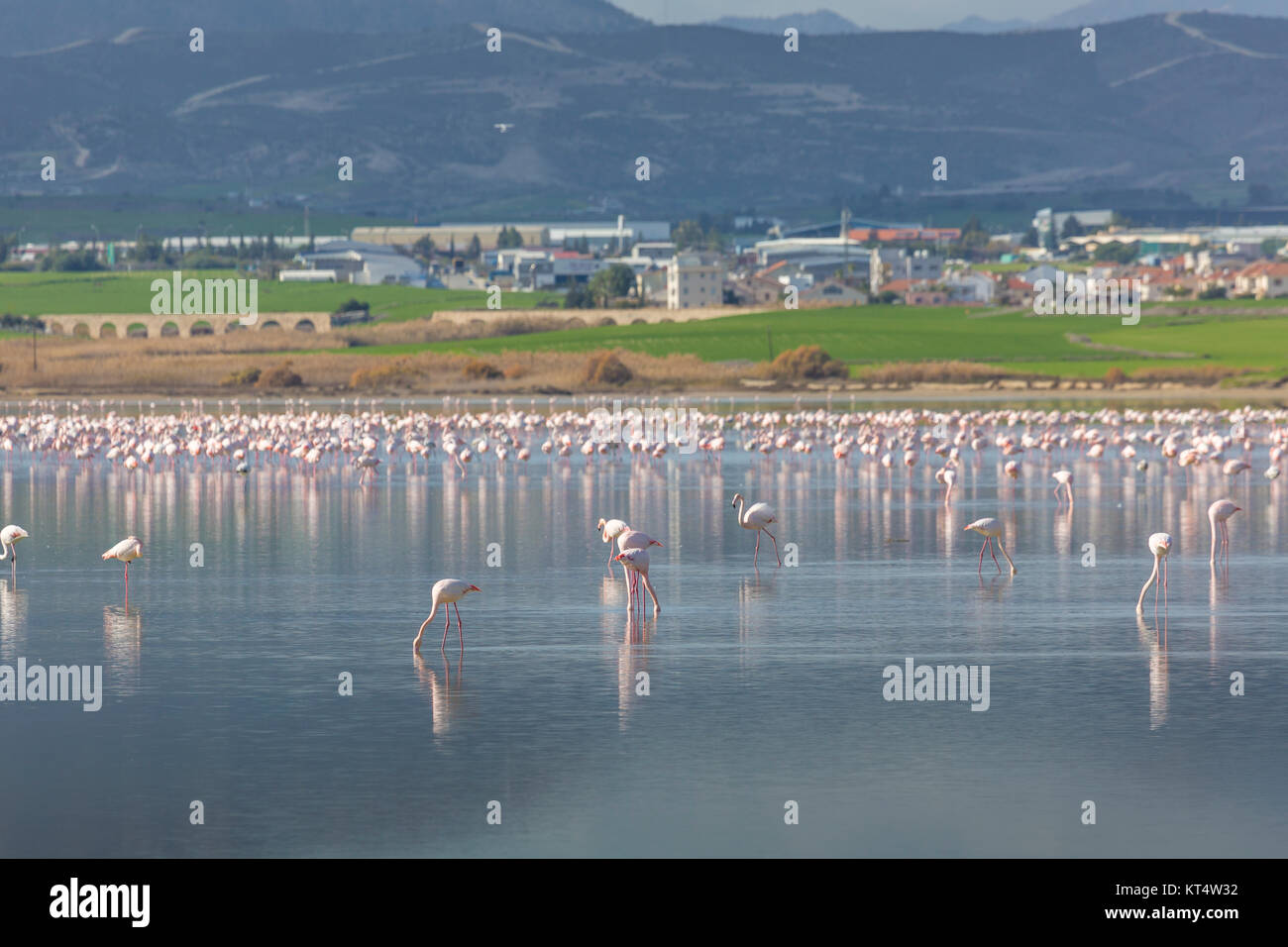 Pink and grey flamingos at the salt lake of Larnaca, Cyprus Stock Photo ...