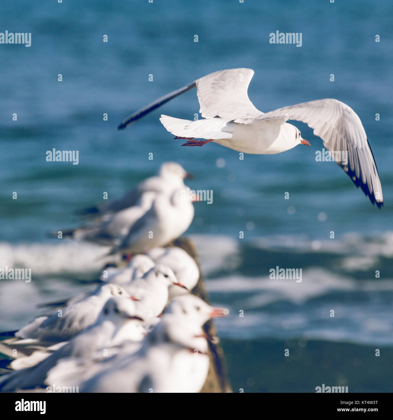 Fat sea gull hi-res stock photography and images - Alamy