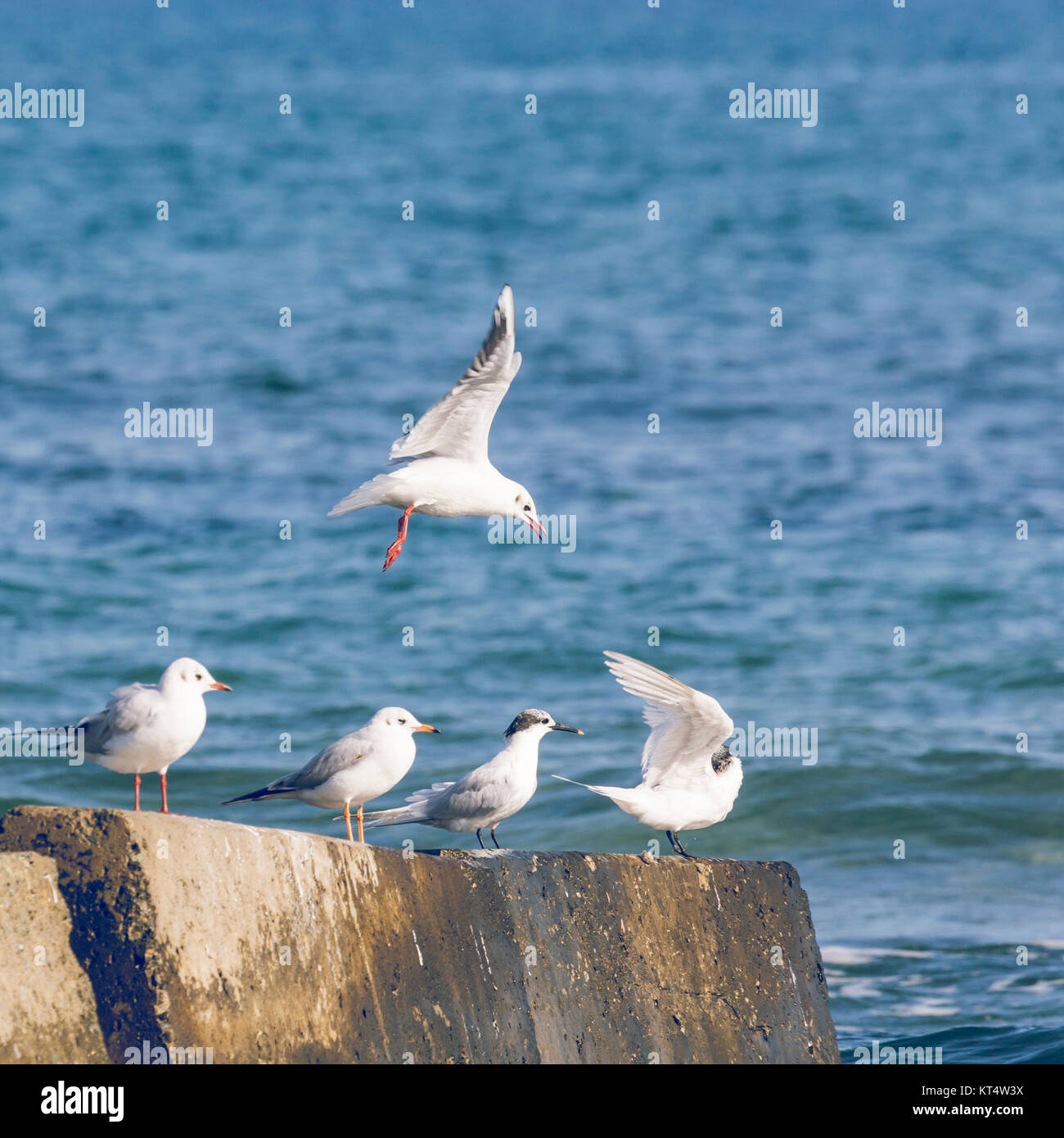 Group of seagulls Stock Photo - Alamy