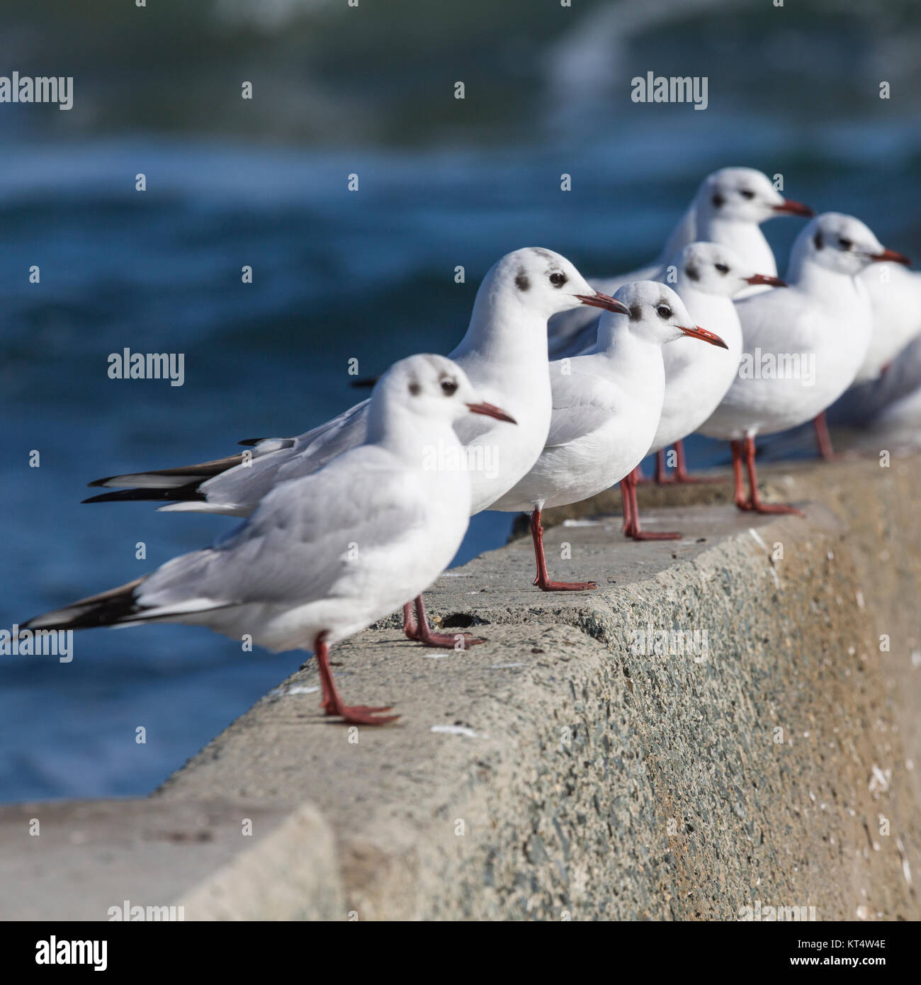Group of seagulls Stock Photo - Alamy