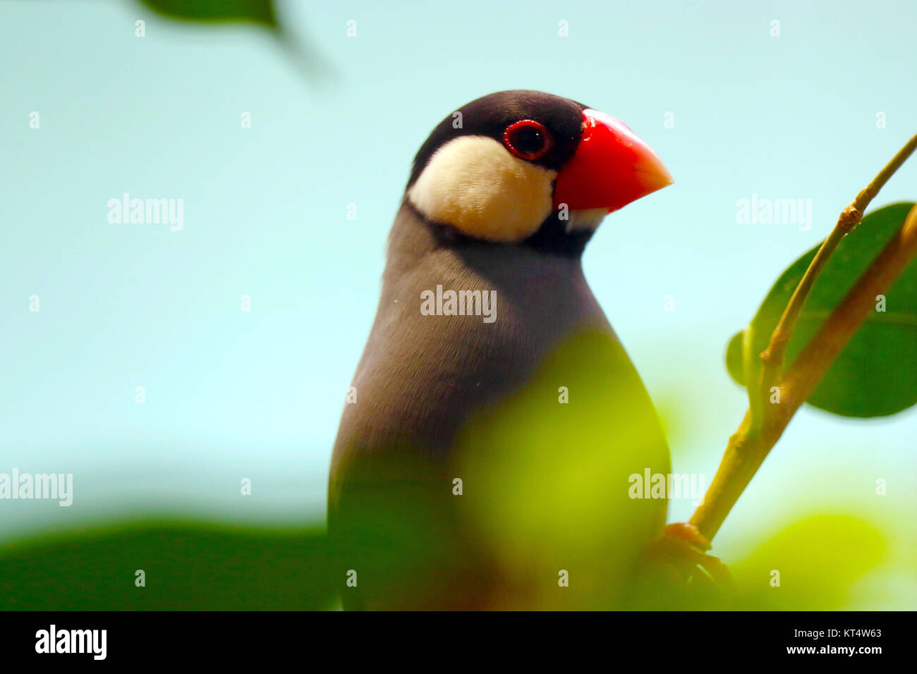 java sparrow (padda oryzivora) sitting between blurry leaves Stock ...