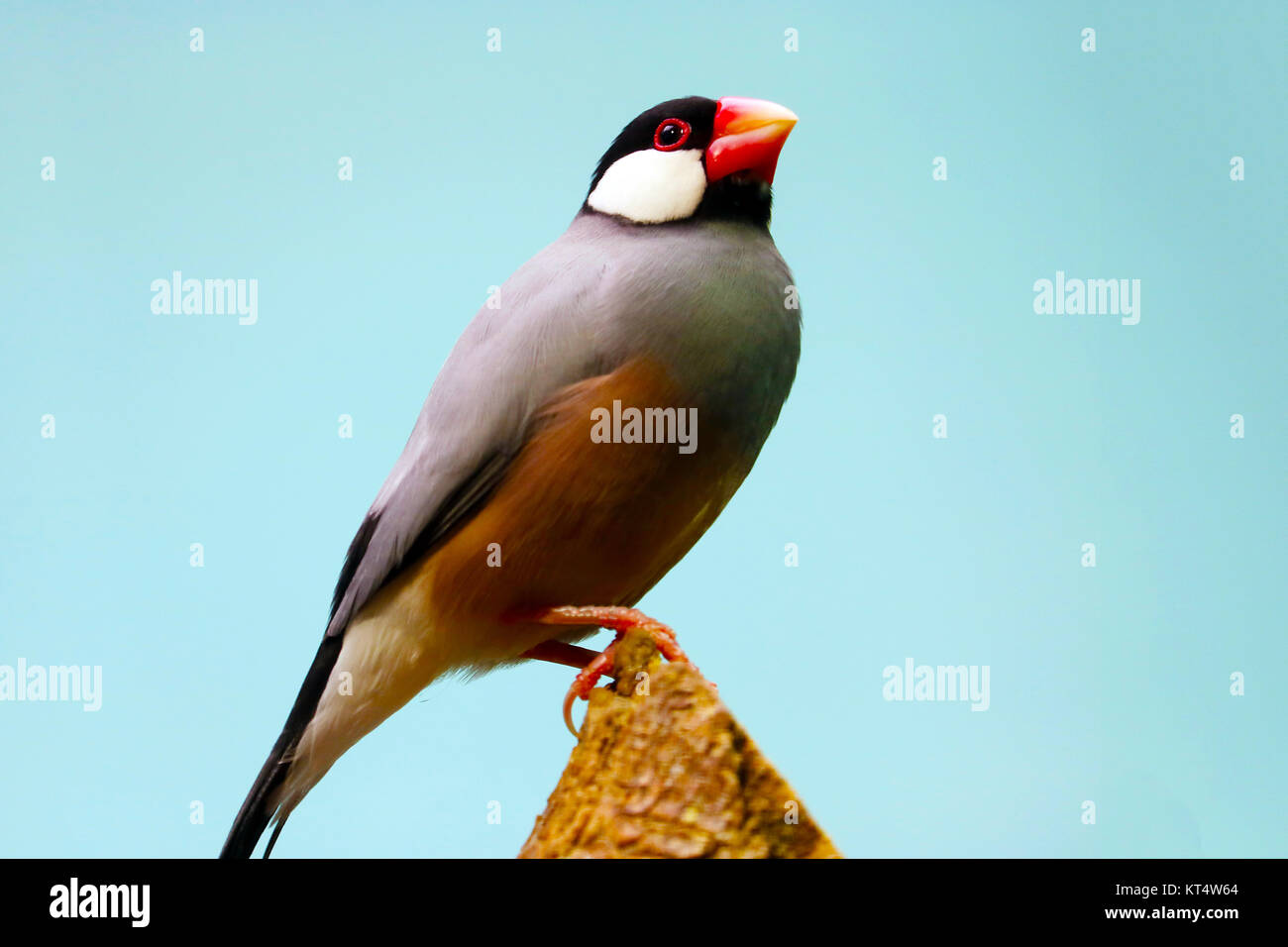His eye is on the sparrow hi-res stock photography and images - Alamy