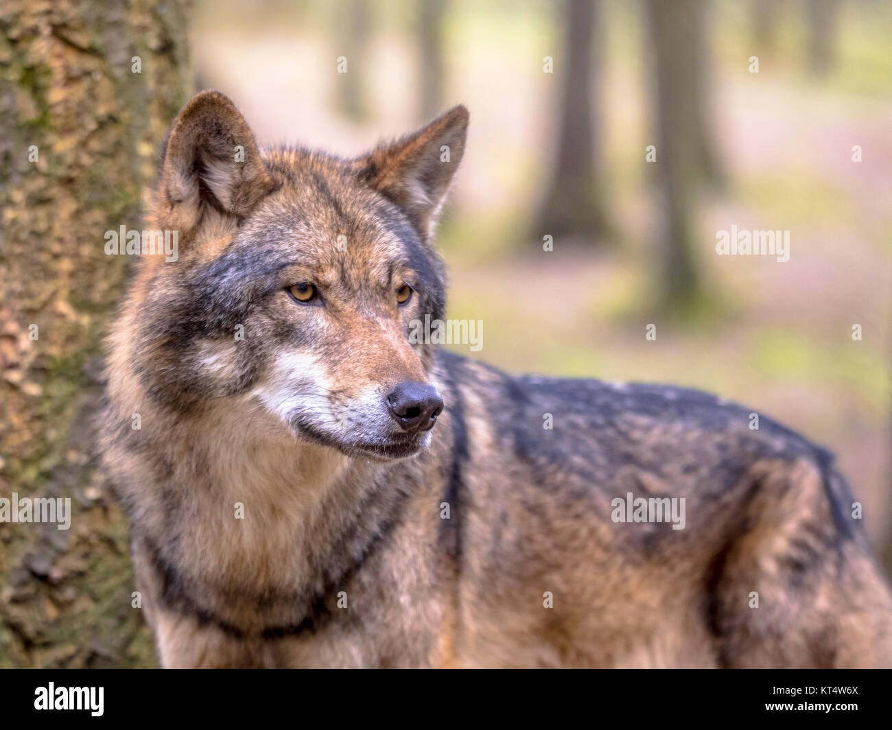 Wolf side profile hi-res stock photography and images - Alamy