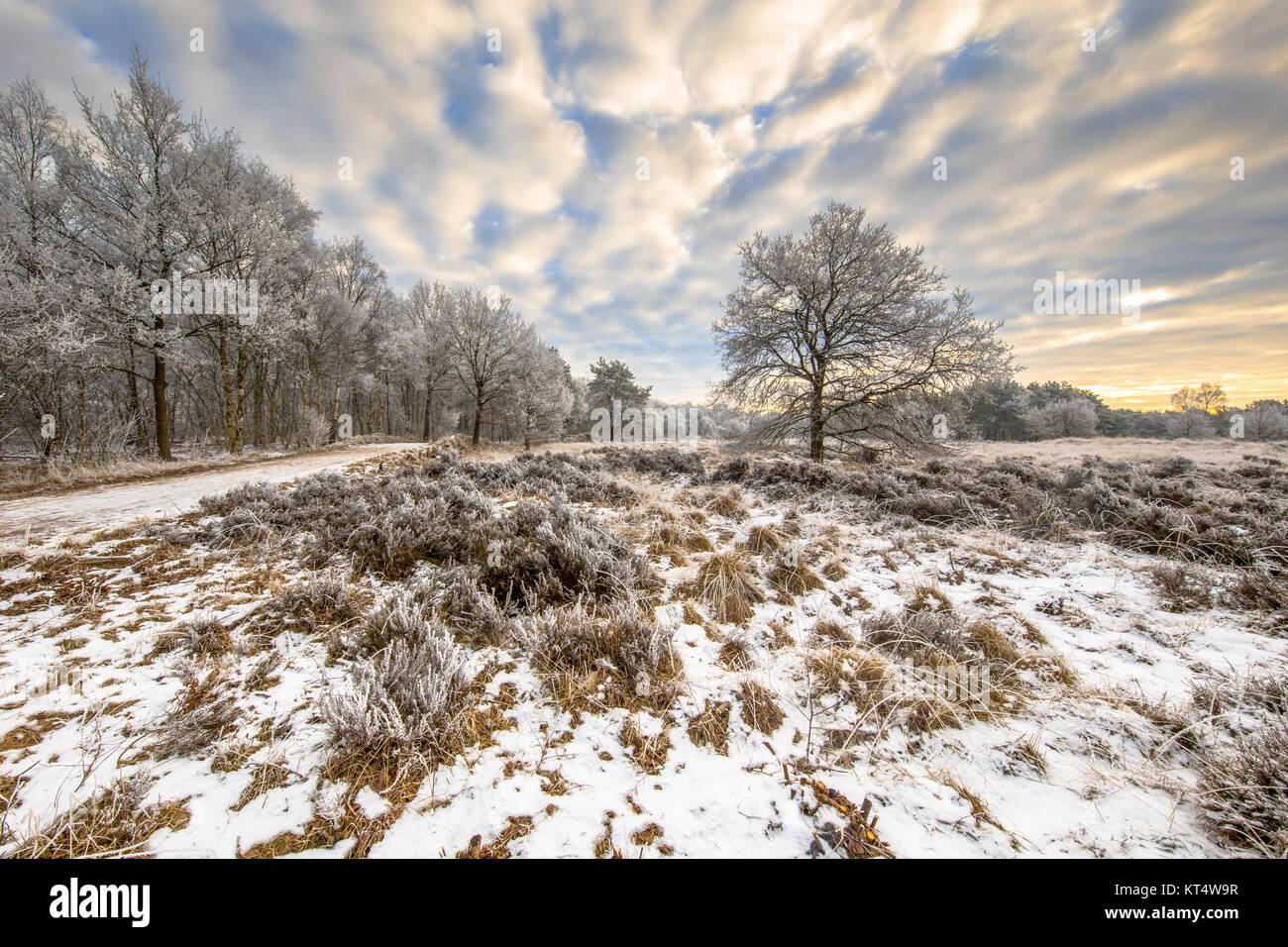 Winter heathland landscape with snow and hoarfrost on grass and trees ...