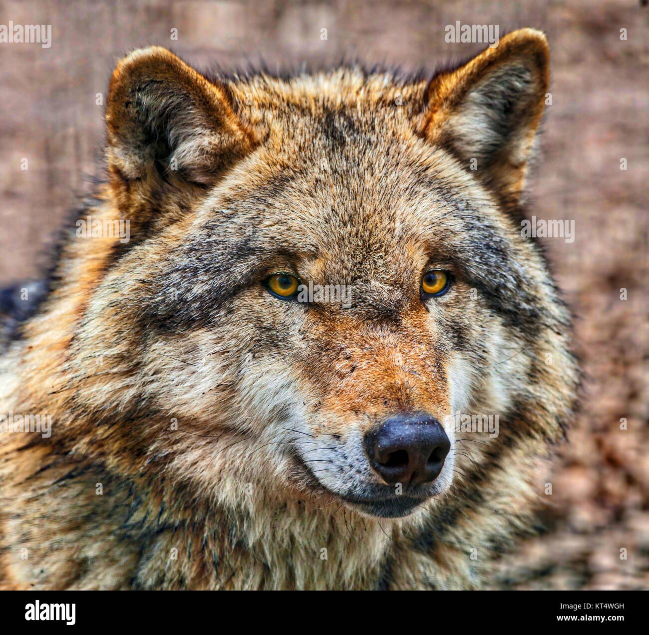 Light Brown Wolf With Blue Eyes