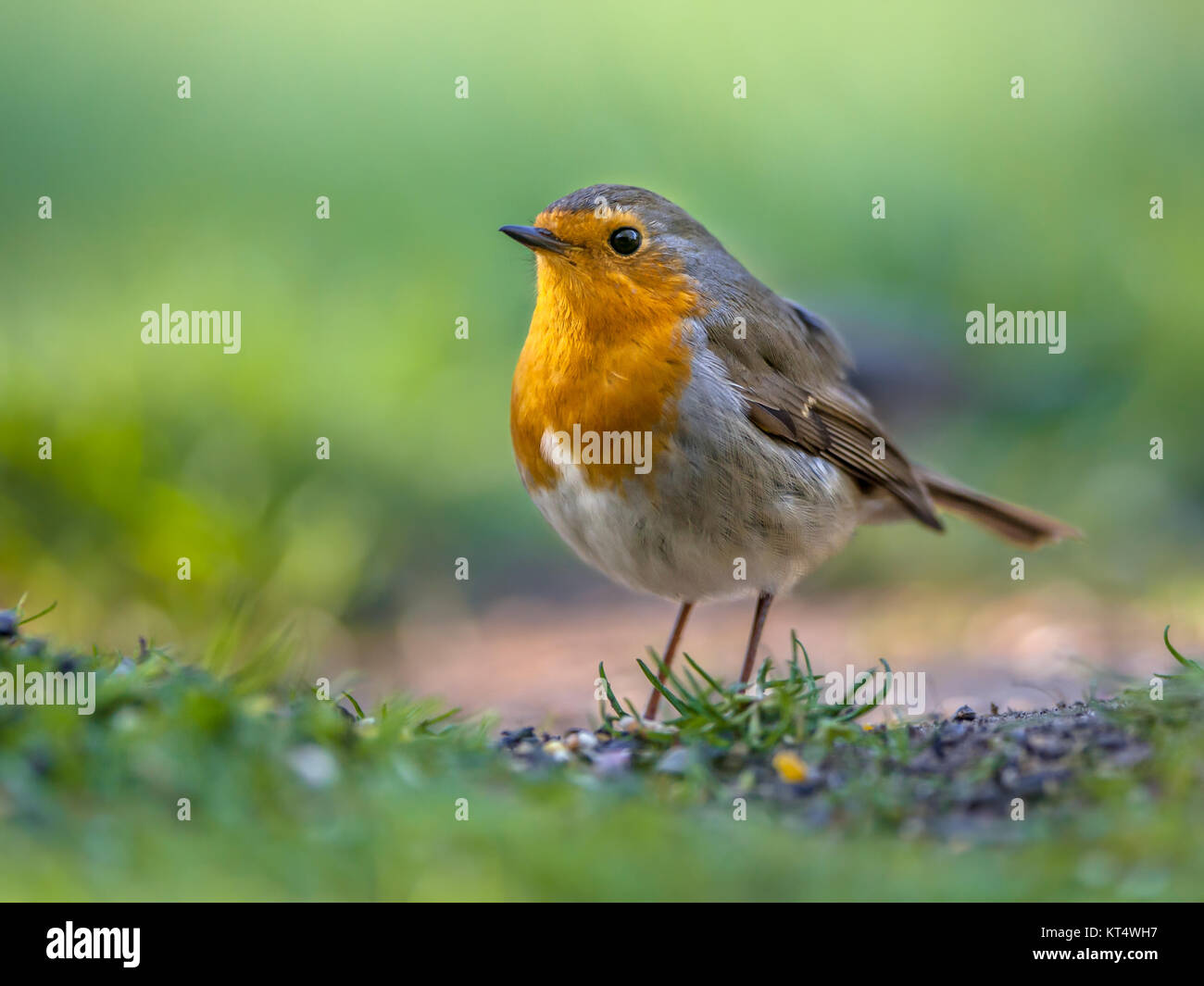 Happy robin bird hi-res stock photography and images - Alamy