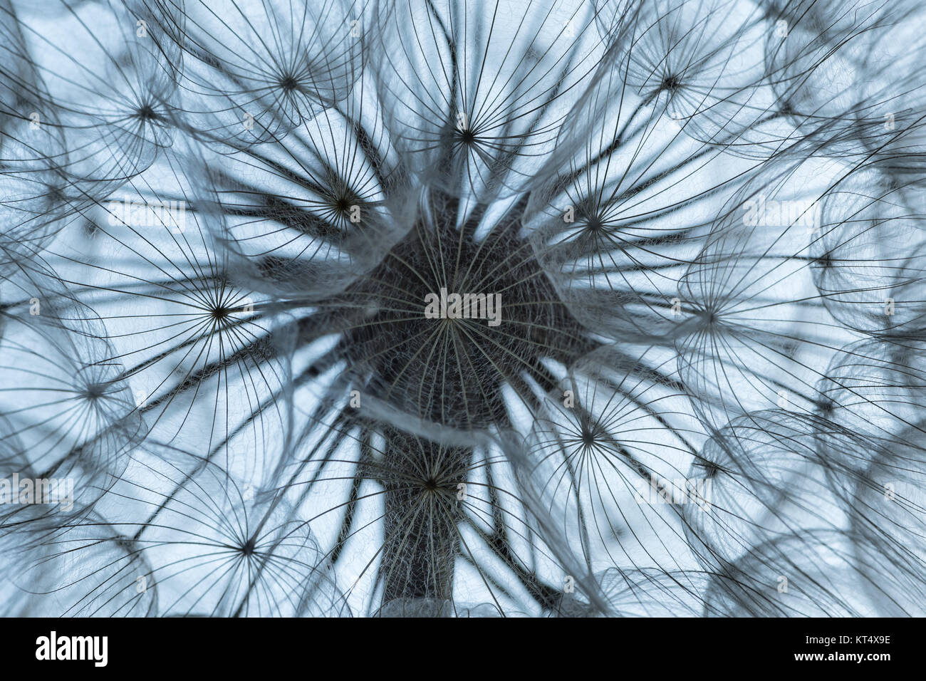 dandelion symbol and metaphor for many terms: ease,visions,options,germ ...