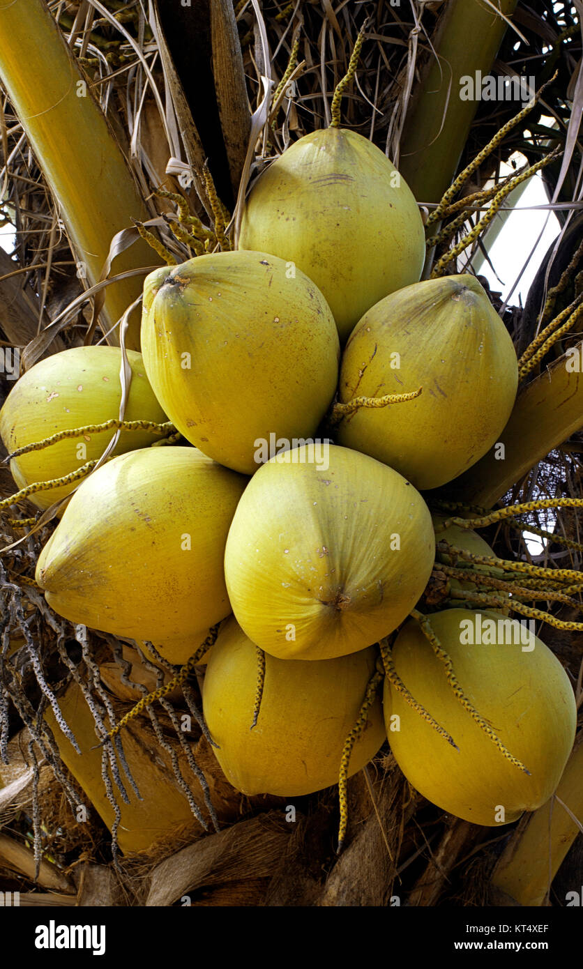 coconut grove yellow coconut Stock Photo - Alamy