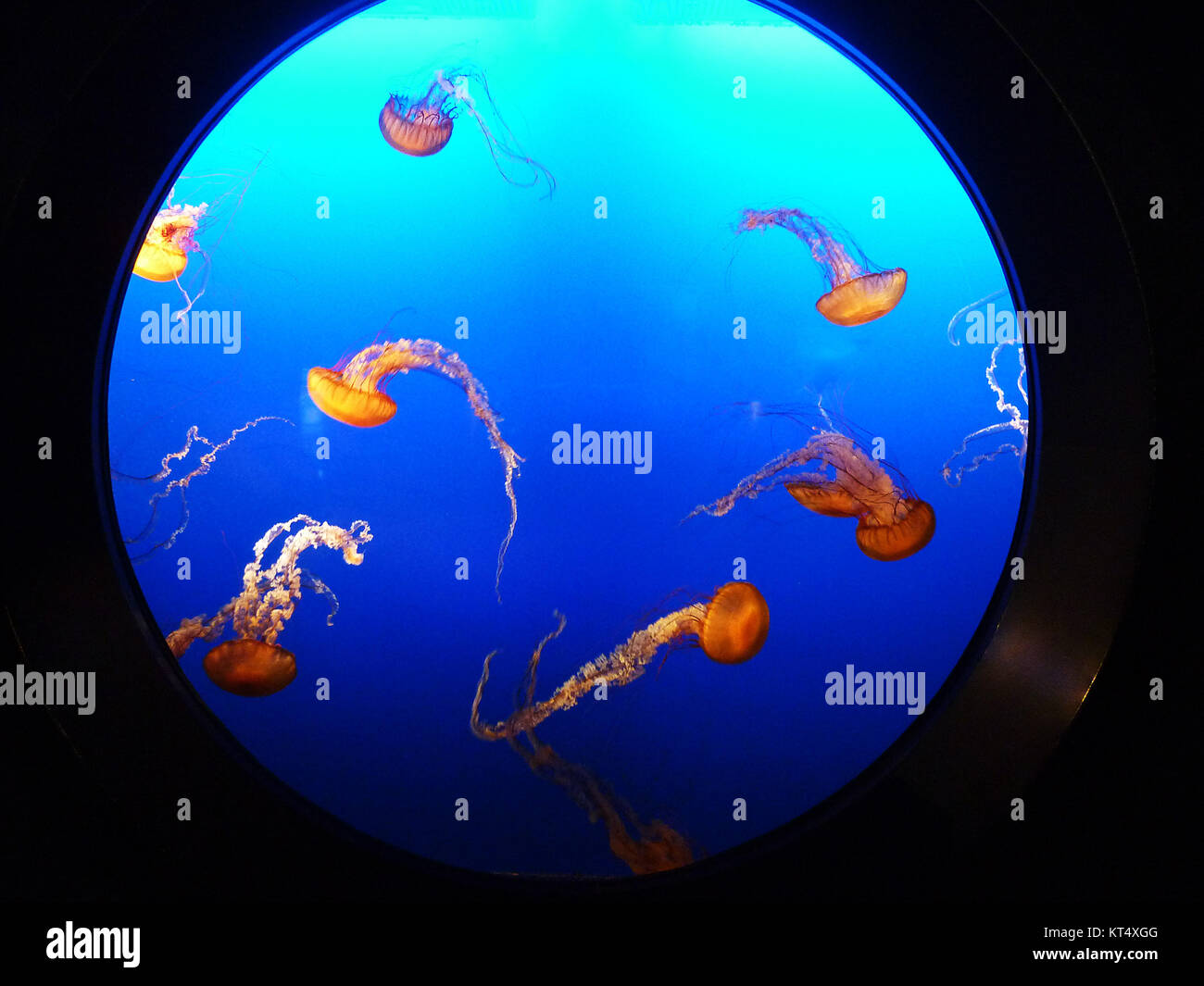 aquarium Vancouver canada jellyfish Stock Photo - Alamy