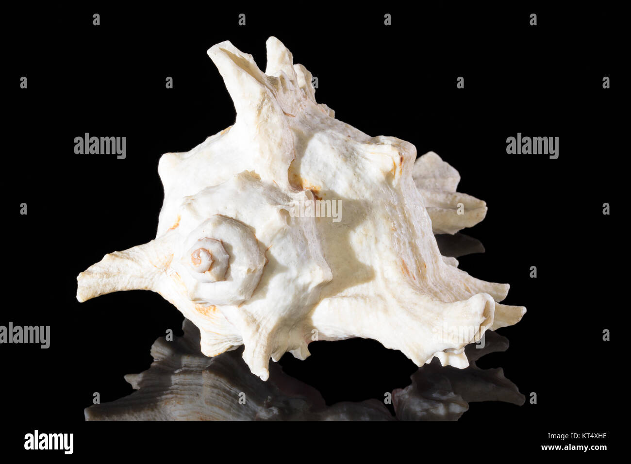 Single sea shell of marine snail isolated on black background Stock ...