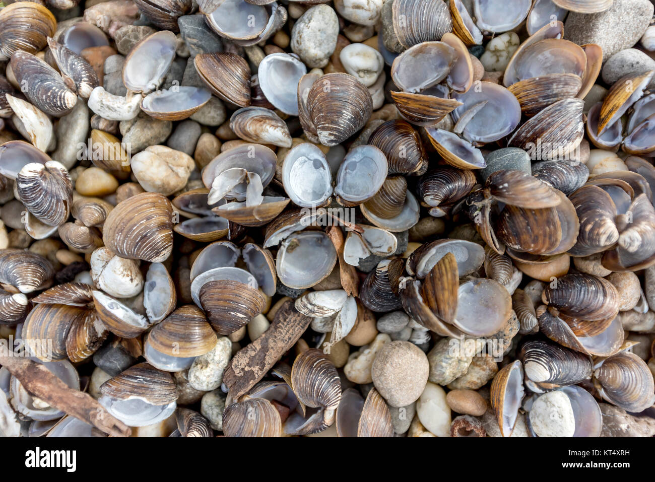 Cockle and mussel shells hi-res stock photography and images - Alamy