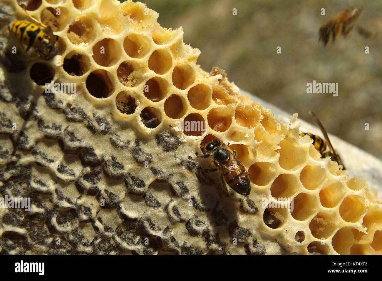 Honeycomb with bees and honey Stock Photo - Alamy