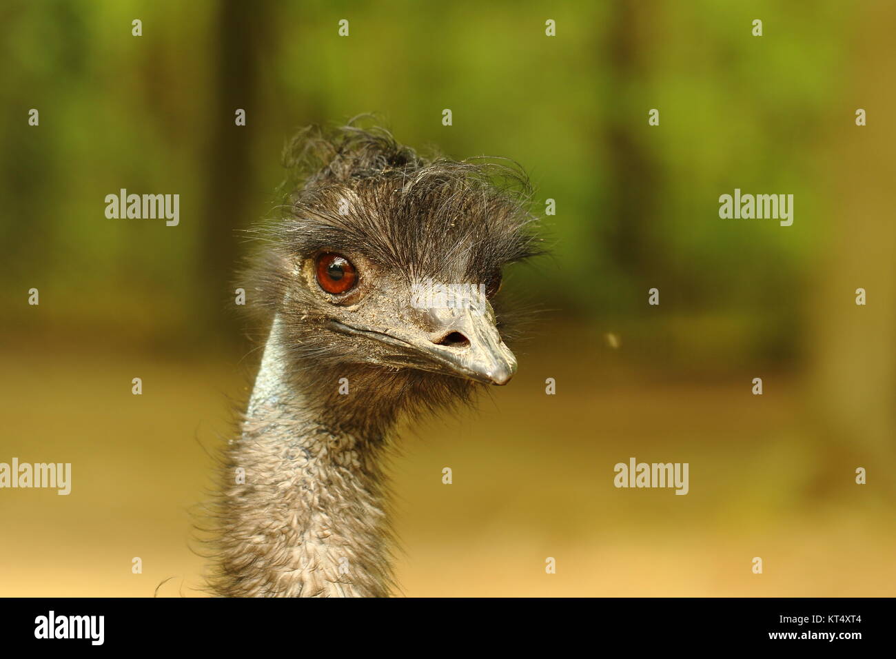 Emu eggs hi-res stock photography and images - Alamy