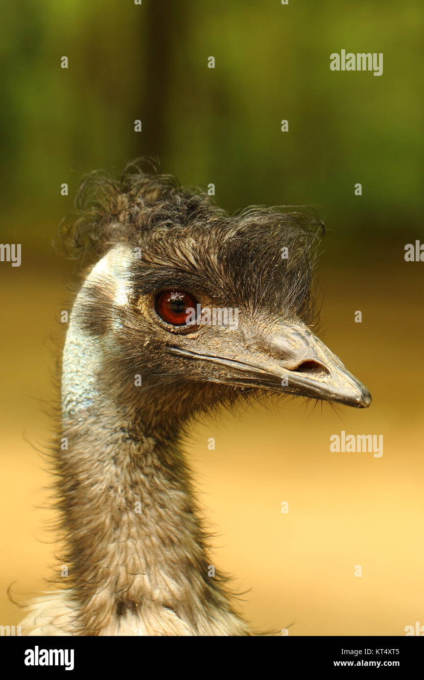 Cursorial birds hi-res stock photography and images - Alamy