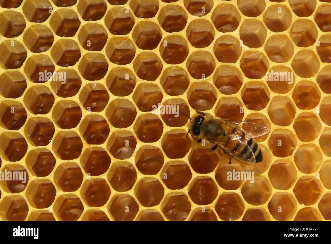 Honeycomb with bees and honey Stock Photo - Alamy