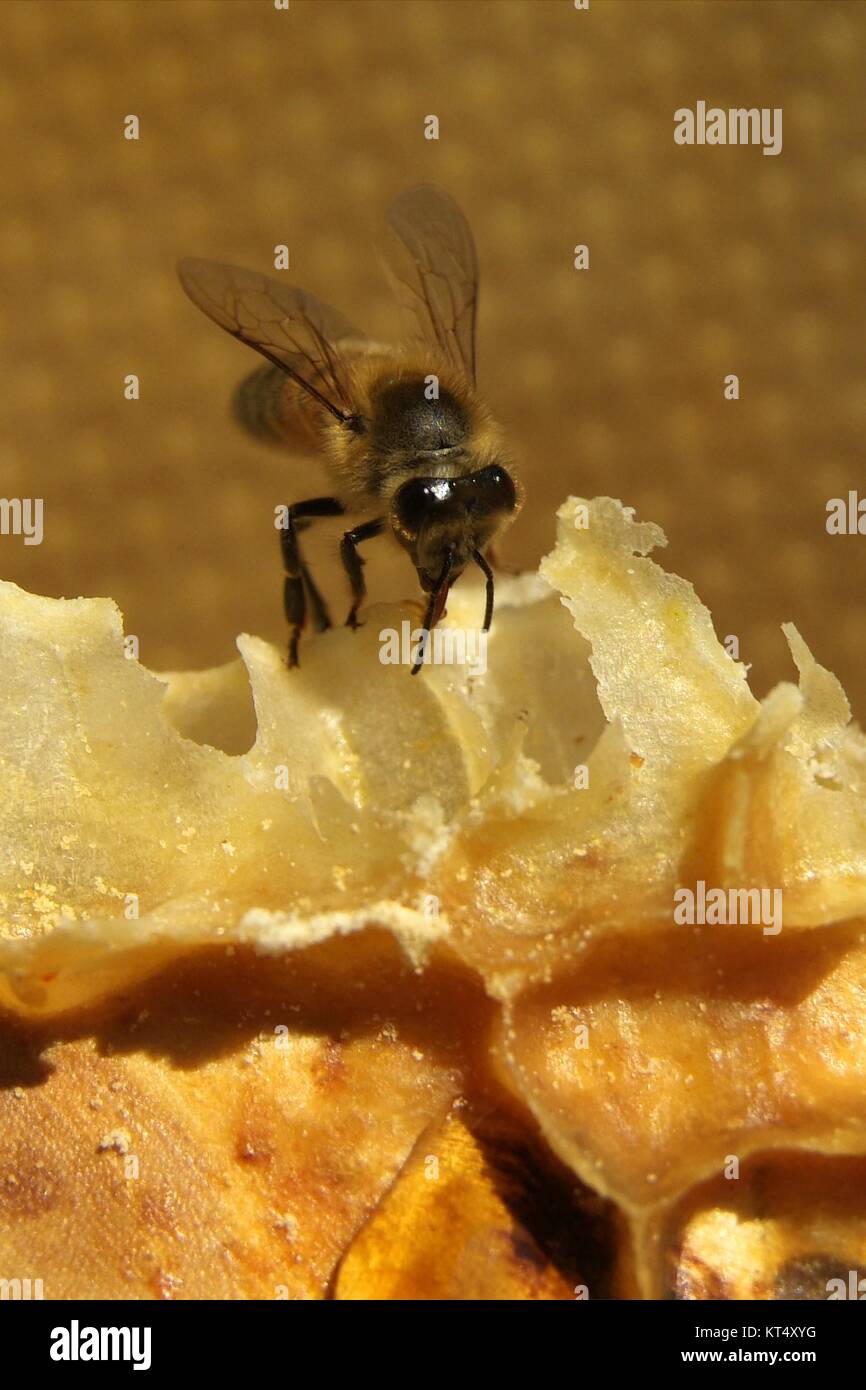 Honeycomb with bees and honey Stock Photo - Alamy
