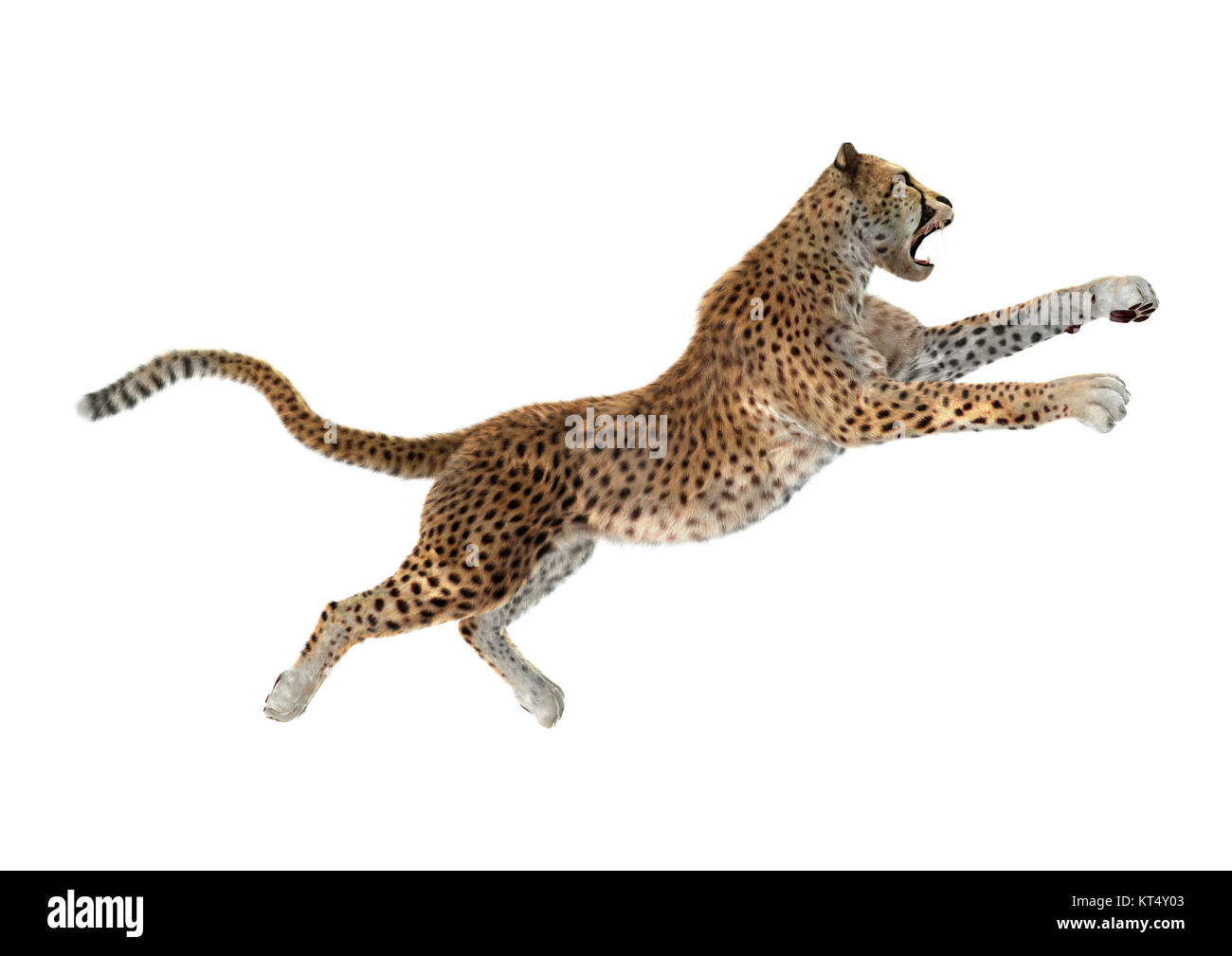 Cheetah fight Cut Out Stock Images & Pictures - Alamy