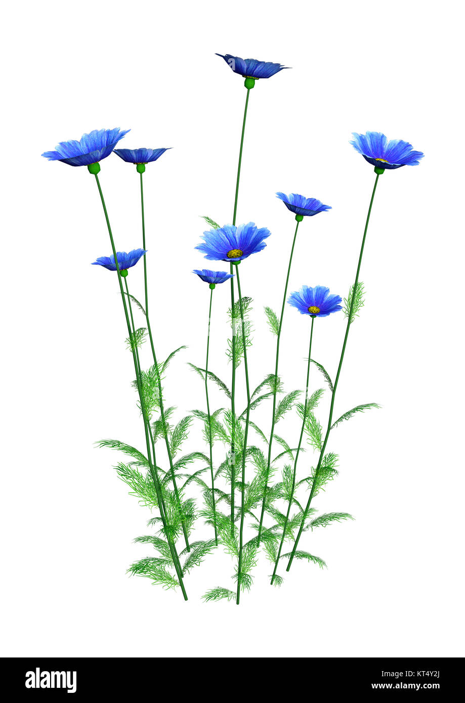 3D Rendering Cosmos Flowers on White Stock Photo - Alamy