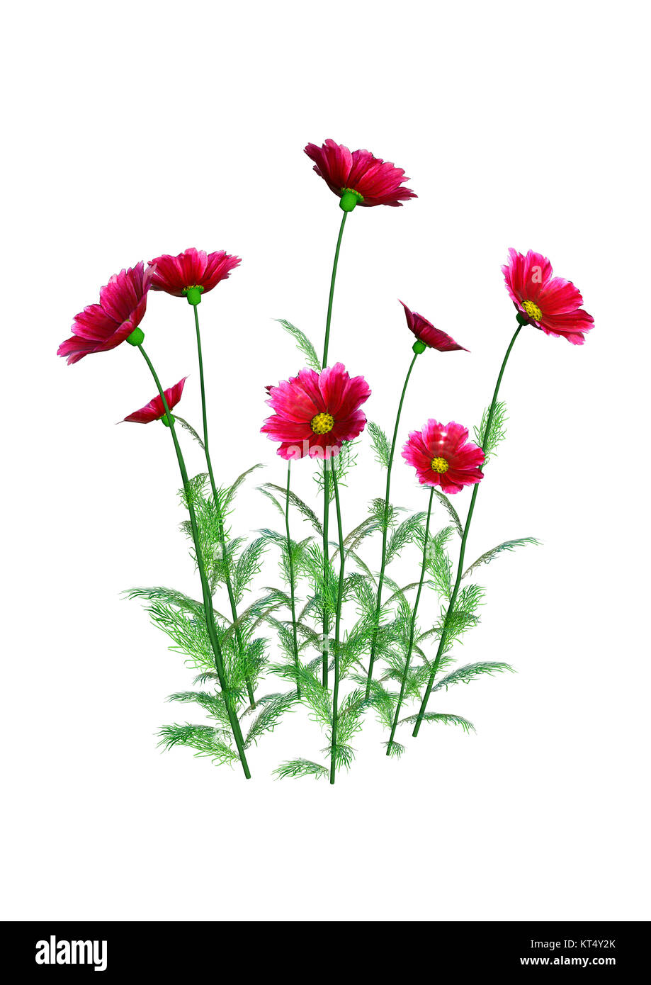Wild cosmos flower Cut Out Stock Images & Pictures - Alamy