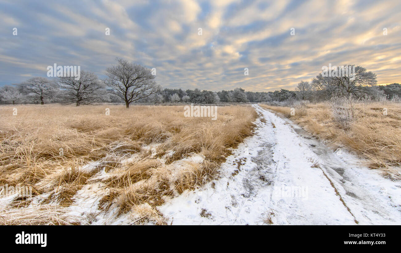 Winter heathland landscape panorama with snow and hoarfrost on grass ...