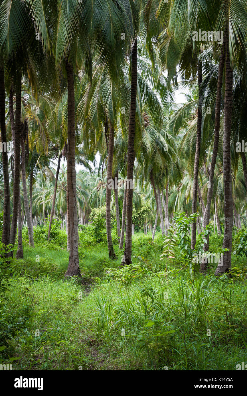 Palm Tree Forest - Colombia Stock Photo - Alamy