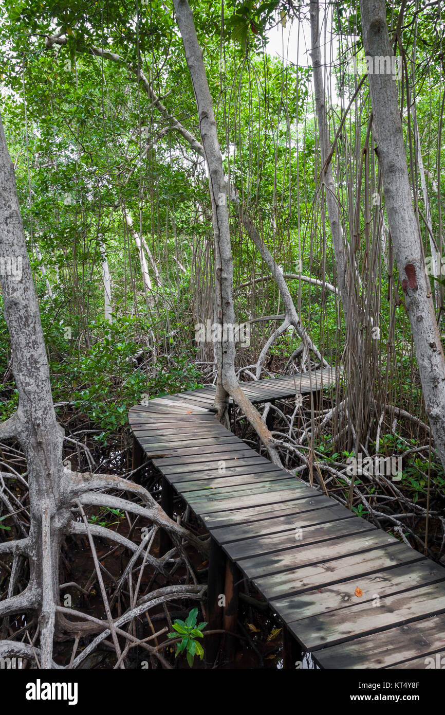 Wood footpath in tropical rain forest in Colombia Stock Photo - Alamy