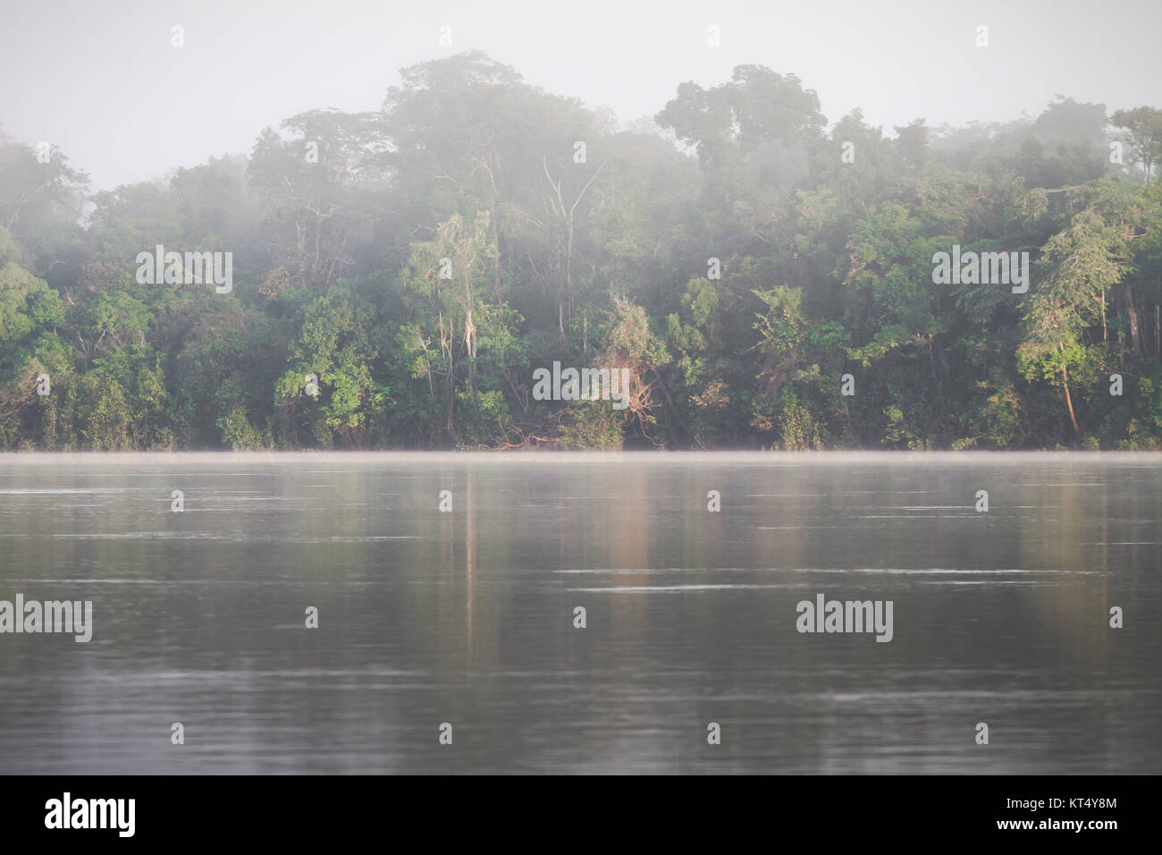 Amazon Rainforest, Peru, South America Stock Photo - Alamy