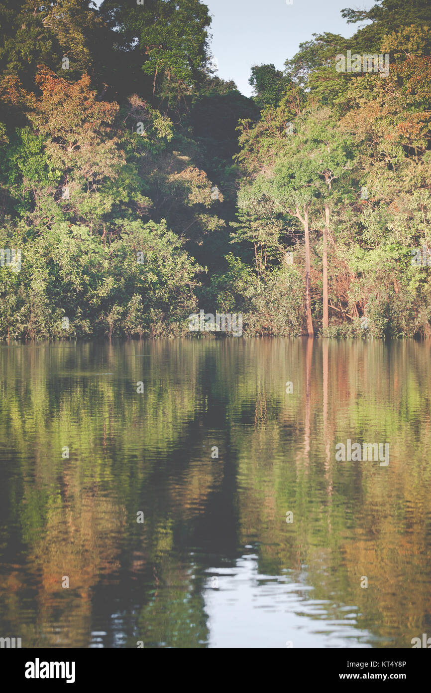Amazon Rainforest, Peru, South America Stock Photo - Alamy