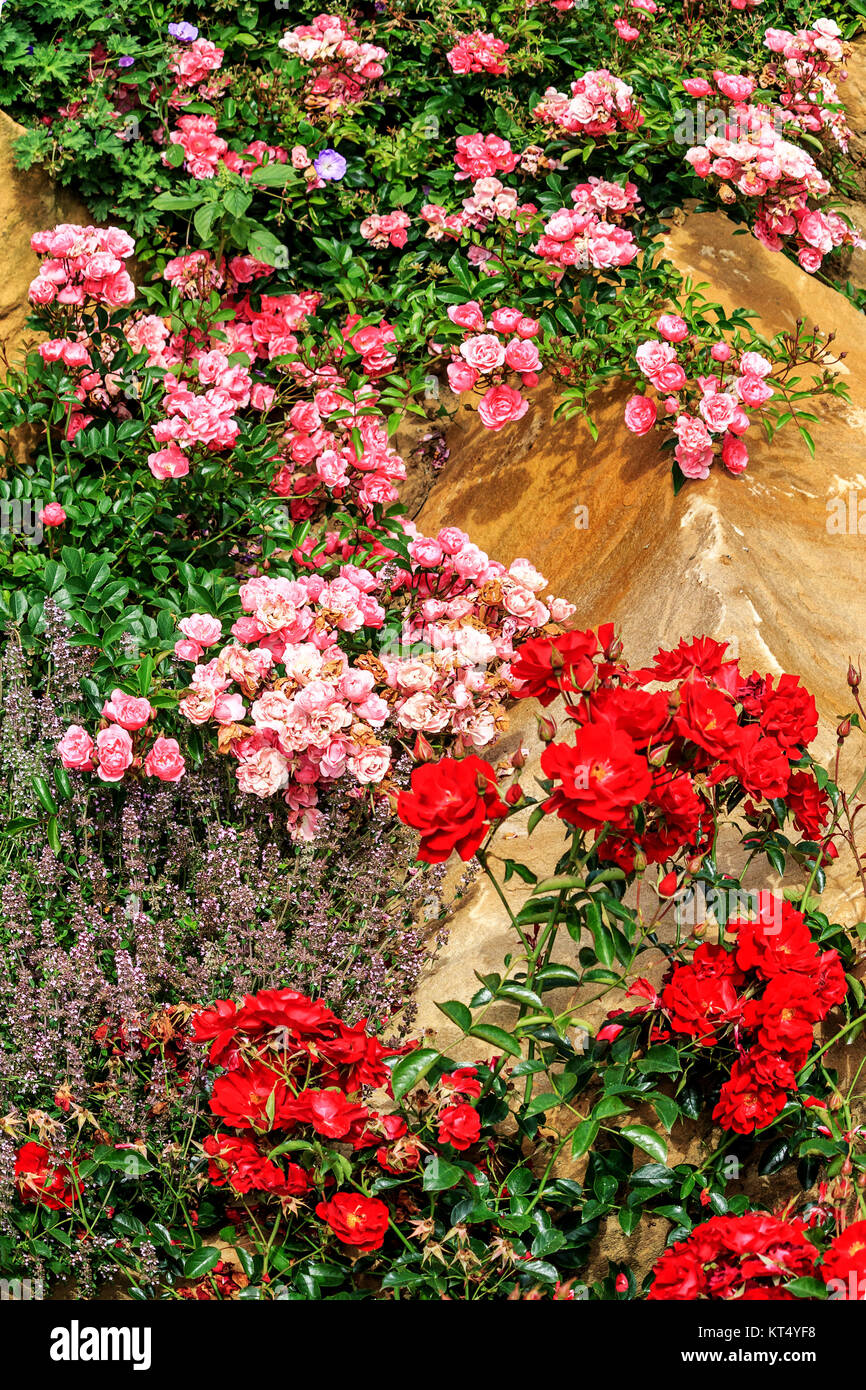 carpet of beautiful pink and dark red roses on painted rock in rose ...