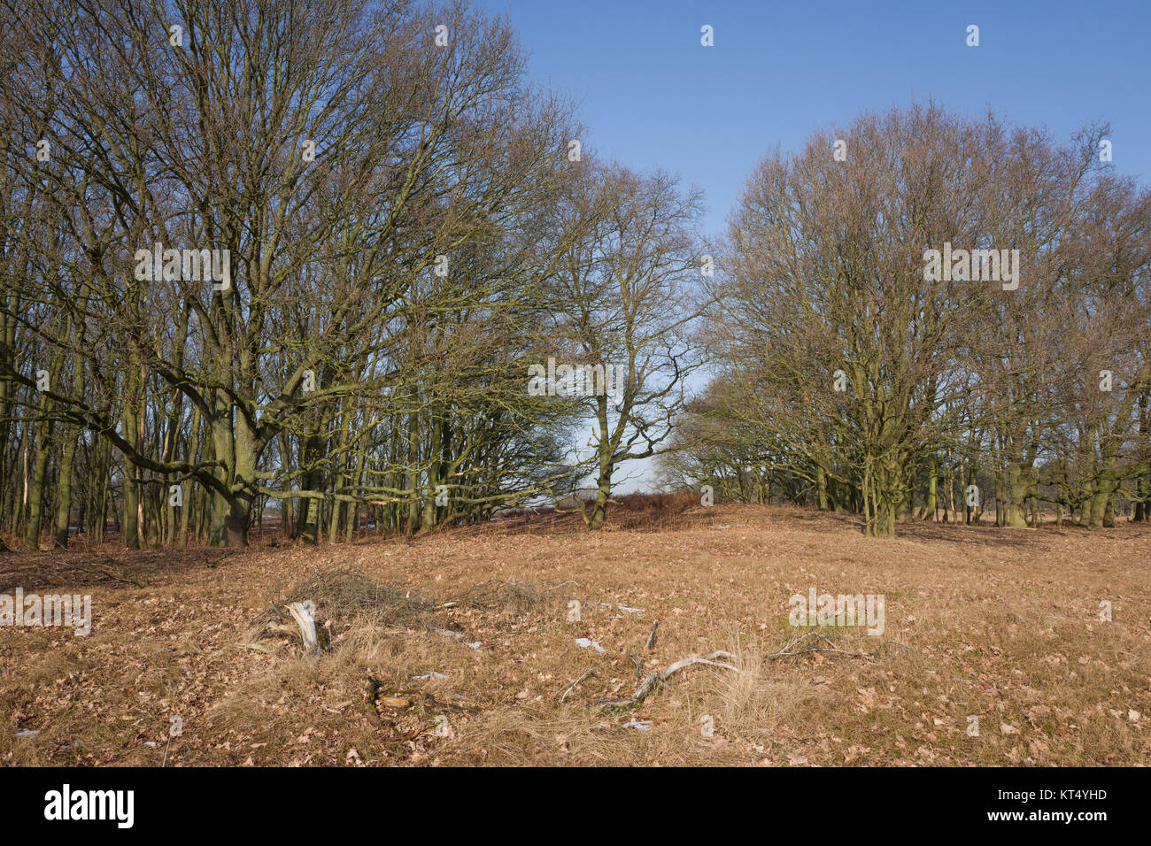 Old thick oak tree trunk hi-res stock photography and images - Alamy